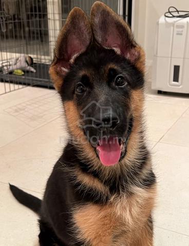 Big Big German Shepherd GSD*UA854 - Pets for sale in Puchong, Selangor