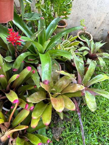 bunga2 untuk let go - Garden Items for sale in Kota Kinabalu, Sabah