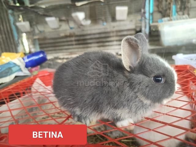 Arnab kerdil / netherland dwarft nd rabbit - Pets for sale in Sungai ...