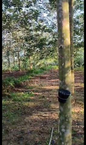 Agricultural Land for Sale, 4.06 Acre(s), Selandar, Melaka | Mudah.my