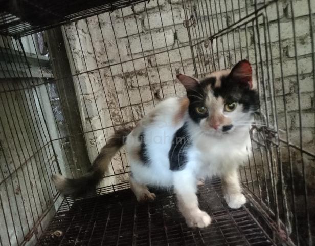 kucing - Pets for sale in Pasir Mas, Kelantan