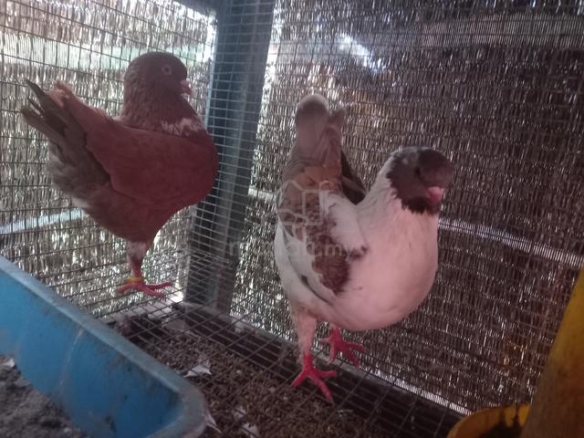 English Modena - Pets for sale in Marang, Terengganu