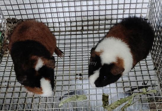 Guinea Pig Arkus baka Teddy - Pets for sale in Tapah, Perak