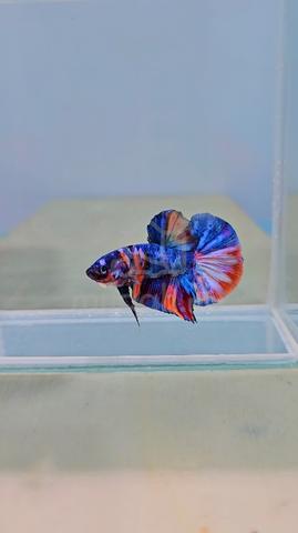 Betta Fish Ikan Laga HMPK AOC - Pets for sale in Ipoh, Perak