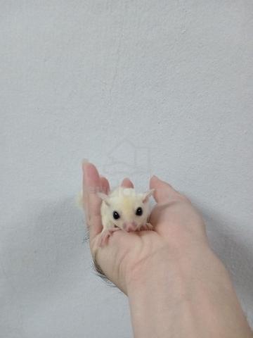 Sugar Glider Leucistic Leu White Baby - Pets for sale in Melaka Raya ...