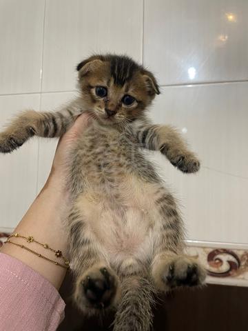 scottish fold mix - Pets for sale in Ampang, Selangor