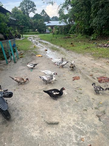 itik serati /nila / muscovy duck - Pets for sale in Sungai Bakap, Penang