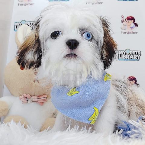 Gorgeous Cute Shih Tzu Puppu Dog Pet *yu.03993 - Pets for sale in ...