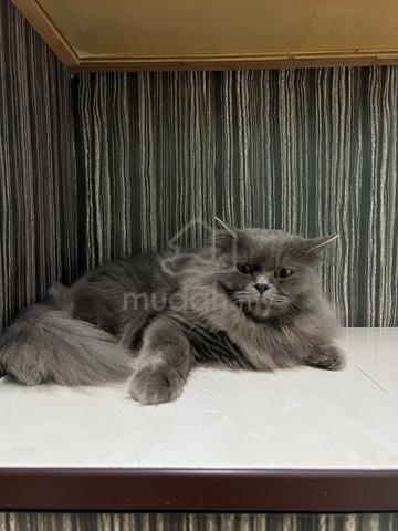 Kucing British Long Hair - Pets for sale in Ipoh, Perak