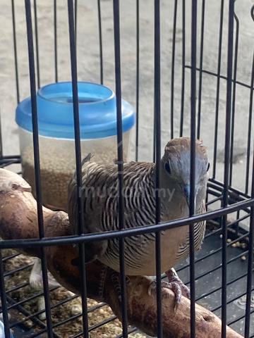 Burung merbuk - Pets for sale in Sungai Petani, Kedah