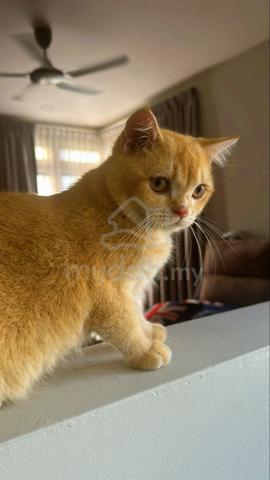 Red British Shorthair BSH - Pets for sale in Rawang, Selangor
