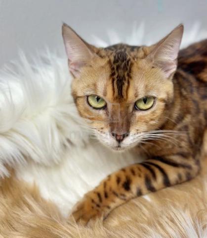 Kucing Bengal Cat Unik Donut - Pets for sale in Muar, Johor