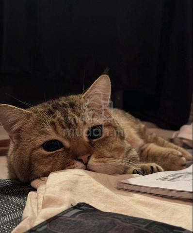 Bsh Munchkin Golden tabby - Pets for sale in Johor Bahru, Johor