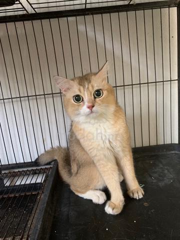 BSH Golden British Shorthair Male - Pets for sale in Alor Setar, Kedah