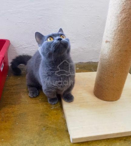 Munchkin female Baka Besar - Pets for sale in Alor Setar, Kedah