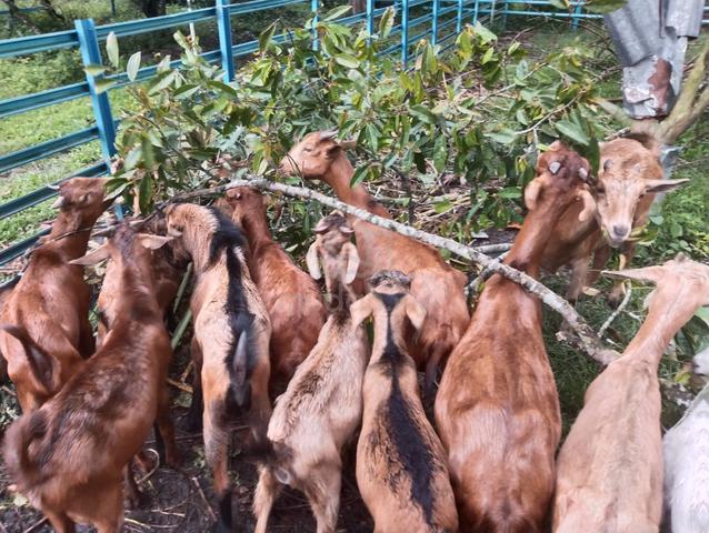 Kambing - Food for sale in Pengkalan Hulu, Perak
