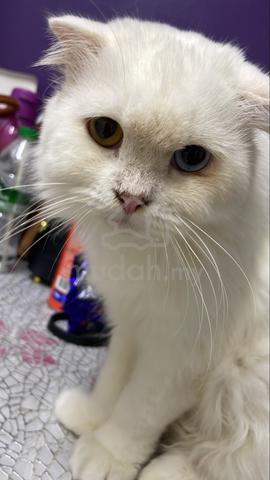 kucing long hair - Pets for sale in Bayan Lepas, Penang