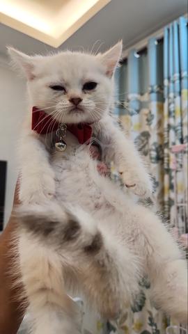 bsh silver brown ready for rehome - Pets for sale in Port Dickson ...