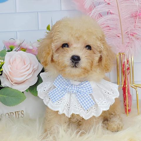 Cutie Tiny Toy Poodle Cute and Sweet *UA1138 - Pets for sale in Puchong ...