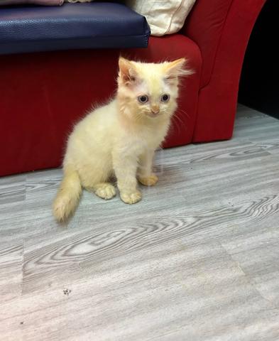 kucing DLH - Pets for sale in Johor Bahru, Johor