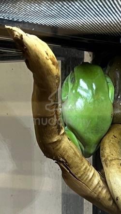 Dumpy Green Tree Frog Untuk Dijual ( ️‍🔥Hot) - Pets for sale in Kota ...