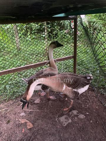 Angsa Muda Kelabu - Pets for sale in Kangar, Perlis