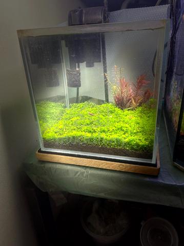 20cm CC Cube tank (5mm) Full Set - Pets for sale in Batu Caves, Selangor