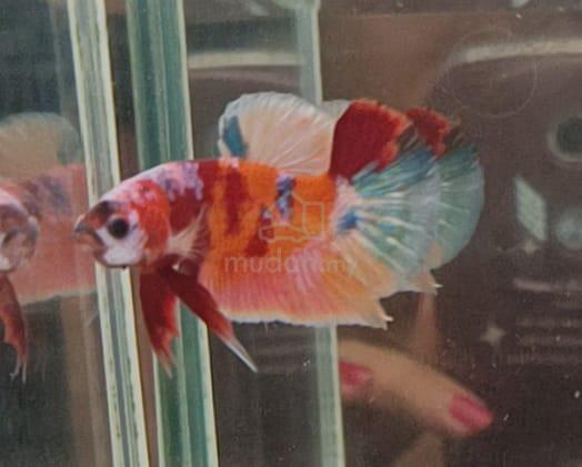 Multi Color Hmpk Thailand Betta Fish - Pets for sale in Wangsa Maju ...