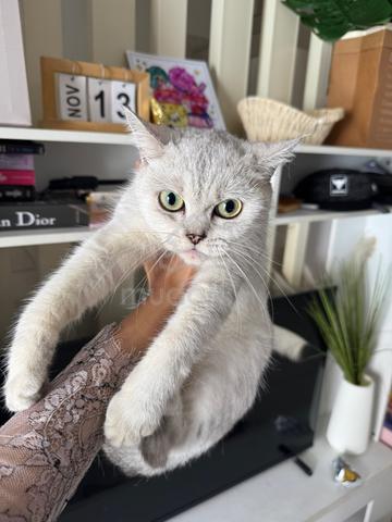 British short hair silver - Pets for sale in Setia Alam, Selangor