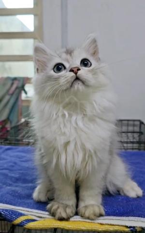 BLH British Longhair male kitten - Pets for sale in Sungai Petani, Kedah
