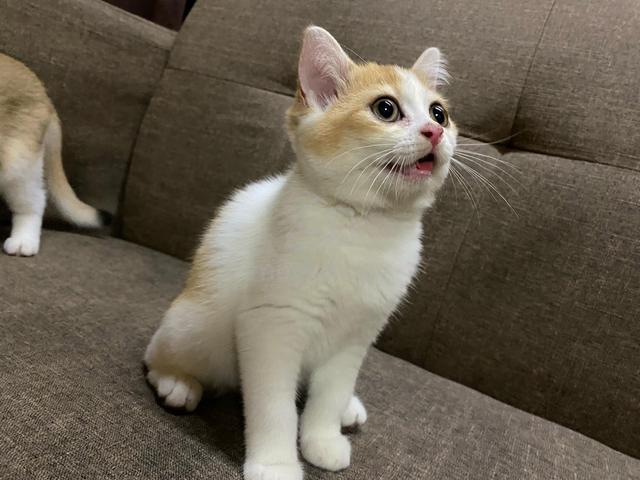 bsh bicolour - Pets for sale in Ketereh, Kelantan