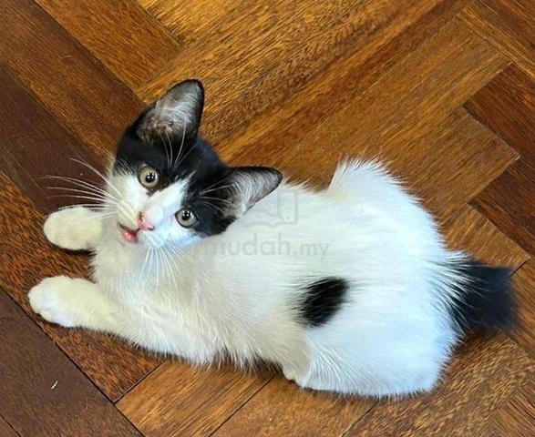 kucing free- baby boy Roberto - Pets for sale in Others, Penang