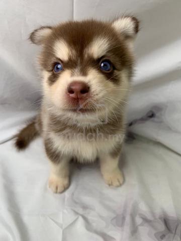 Y98 silly pomsky puppy dog - Pets for sale in Puchong, Kuala Lumpur