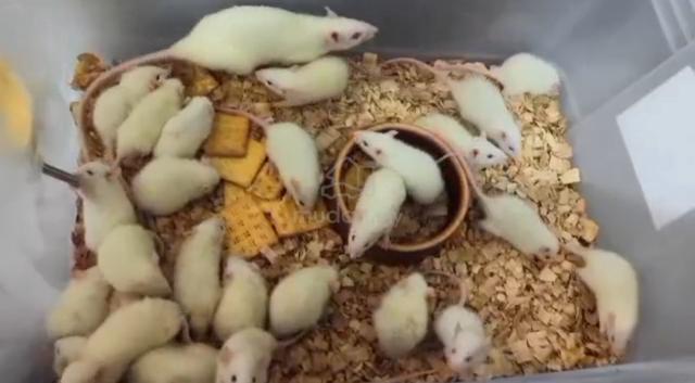 Lab Rats - Pets for sale in Alor Setar, Kedah