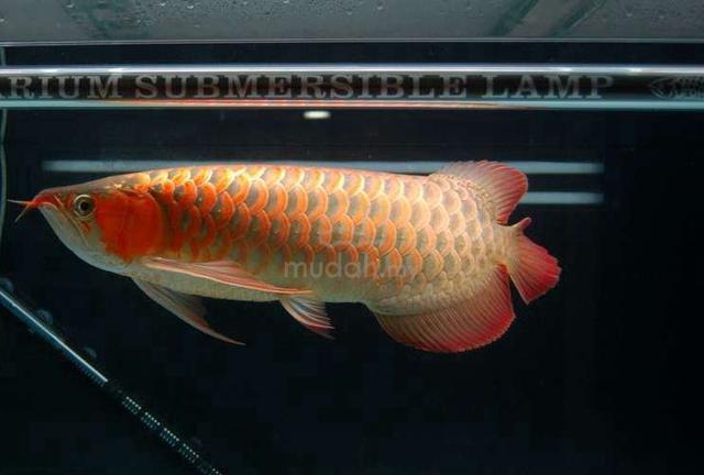 arowana blood red 20 inch -wholesale price - Pets for sale in Cheras ...