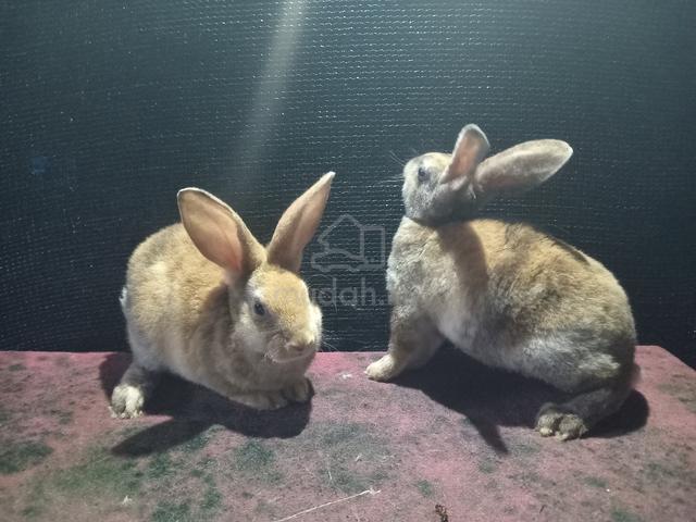 Arnab Rabbit - Pets for sale in Alor Gajah, Melaka