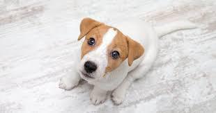 B141 pretty Jack Russell puppy dog - Pets for sale in Puchong, Kuala Lumpur