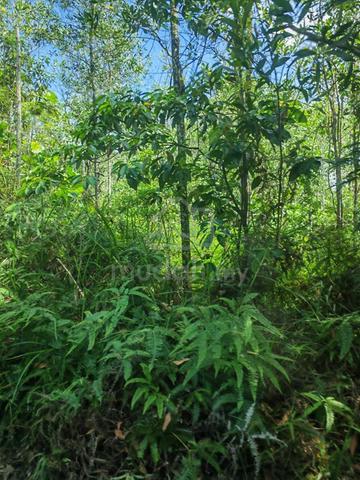 Agricultural Land for Sale, 1 Acre(s), Sungai Gumut, Selangor 115050303 ...
