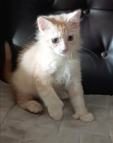 Kucing jantan baka DLH - Pets for sale in Bandar Saujana Putra, Selangor