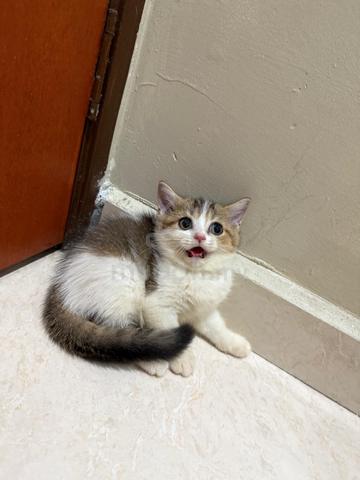 British Short Hair Tabby 🤎🤍🧡 BSH Kitten - Pets for sale in Petaling ...
