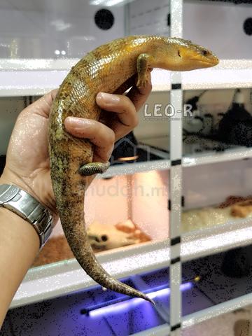 Tanimbar Blue Tongue Skink / BTS - Pets for sale in Ayer Itam, Penang