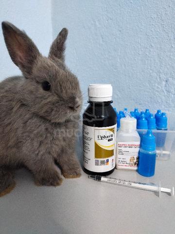 pet animal medicine fungus diarrhea vitamin rabbit - Pets for sale in ...