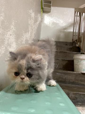 Exotic long hair Kucing ELH - Pets for sale in Old Klang Road, Kuala Lumpur