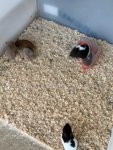 Syrian Hamster - Pets for sale in Melaka City, Melaka