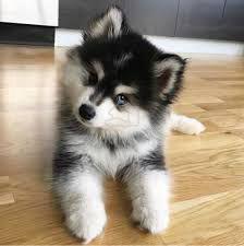 R13 best pomsky puppy dog - Pets for sale in Puchong, Kuala Lumpur
