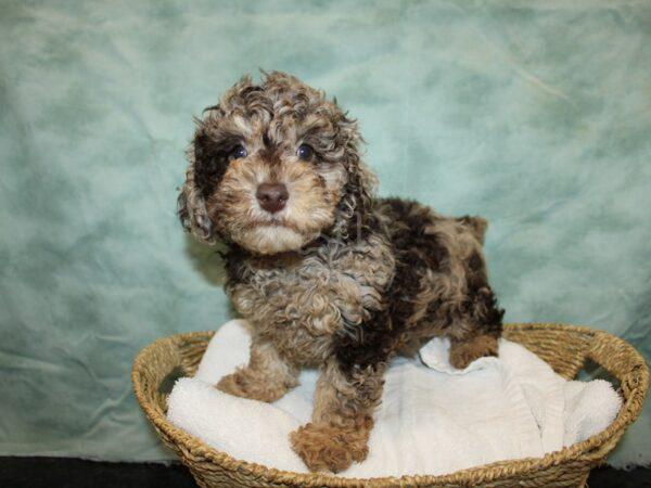 A15 brave poodle puppy dog - Pets for sale in Puchong, Kuala Lumpur