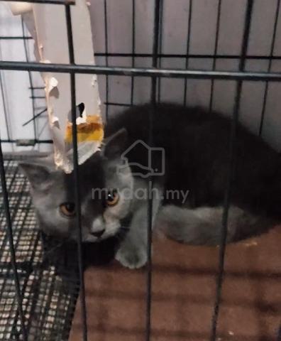 kucing bsh - Pets for sale in Ipoh, Perak