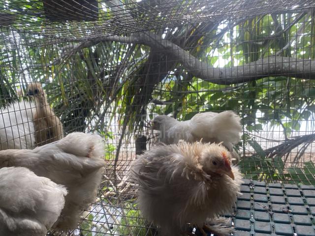 ayam mini cochin - Pets for sale in Bukit Rambai, Melaka