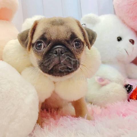 Super Fatty Pug Puppy Dog Pet *yu.0152 - Pets for sale in Puchong, Selangor