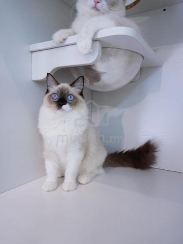 Ragdoll seal point bicolor - Pets for sale in Semenyih, Selangor